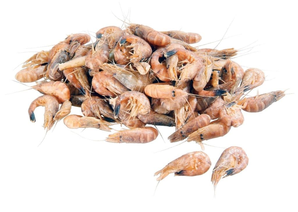 Crevettes grises cuites JUMBO - La Saint-Cast